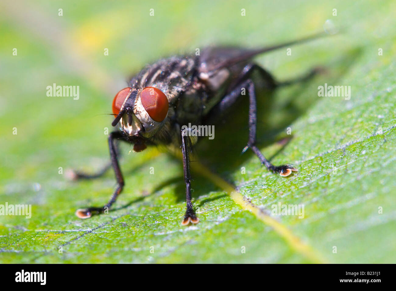 A flying house fly hi-res stock photography and images - Alamy