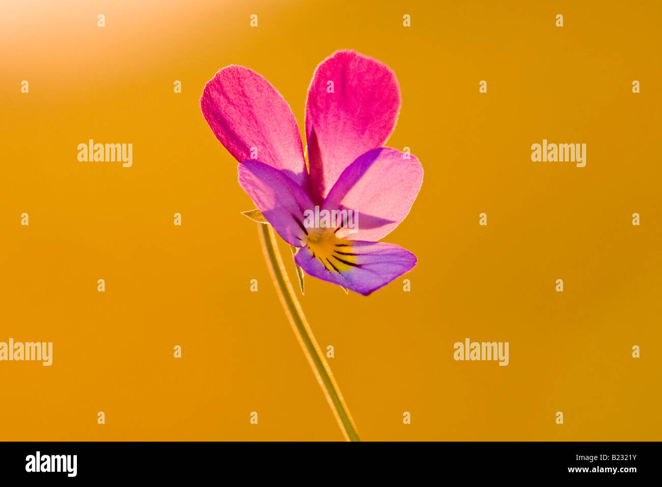 Close up of flowers of a pansy plant hi-res stock photography and ...