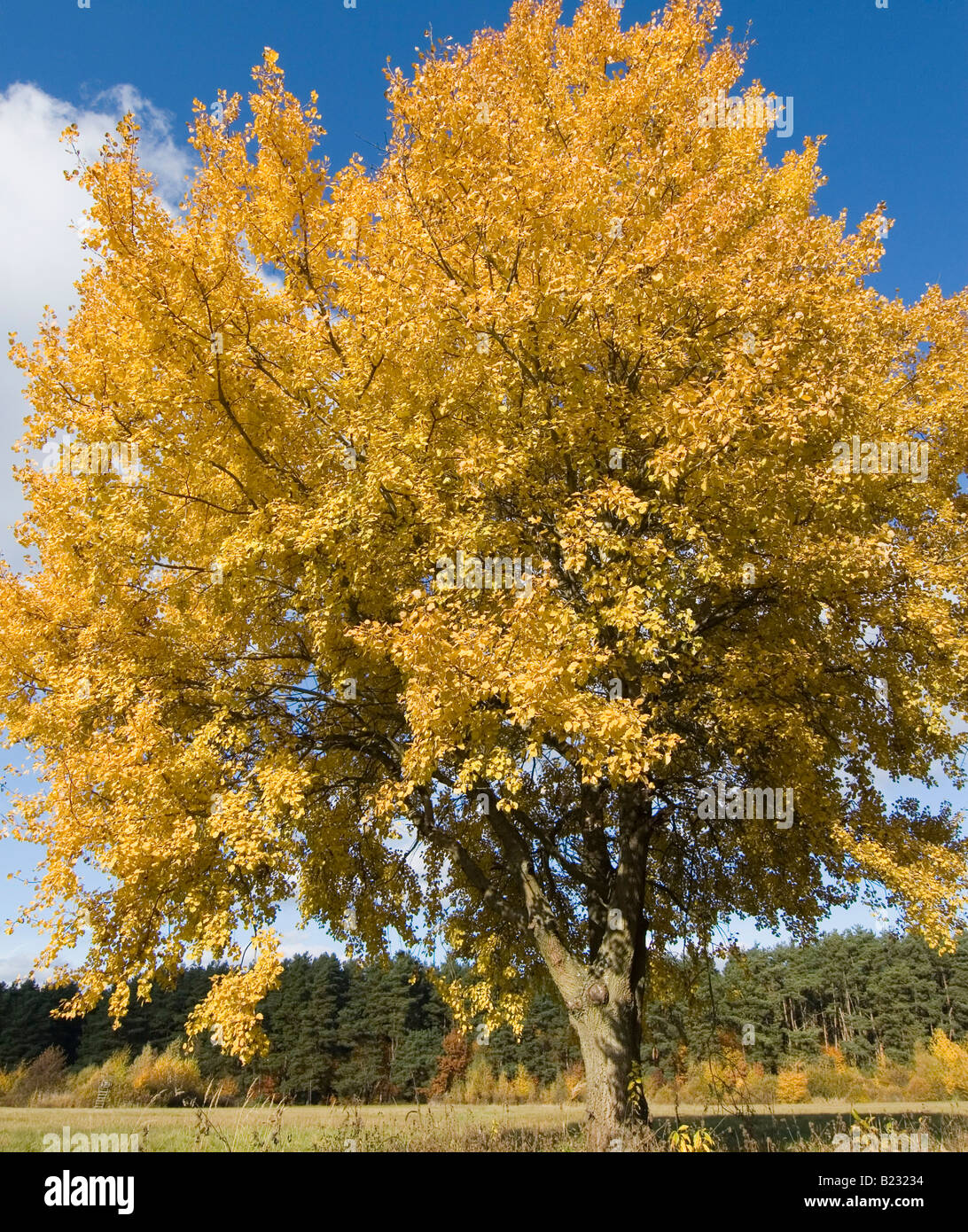Tree on landscape Stock Photo - Alamy