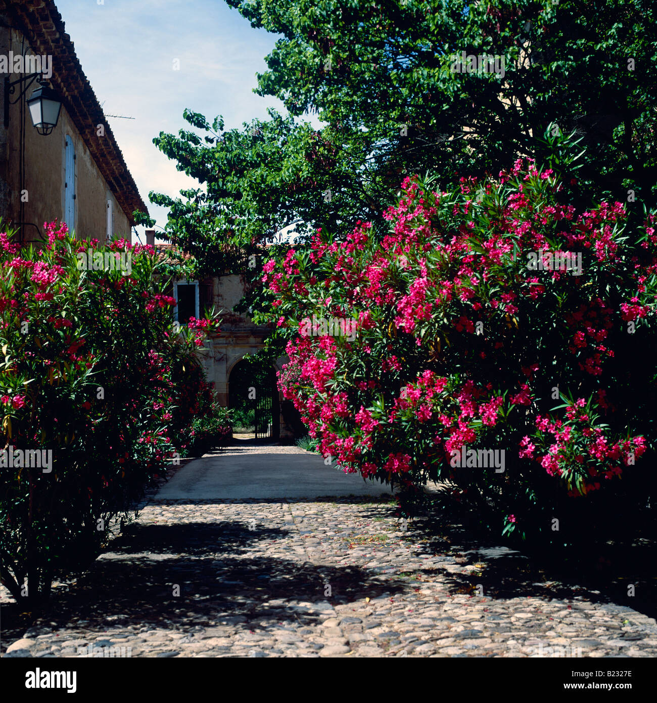 Trees along path leading to archway, France Stock Photo - Alamy