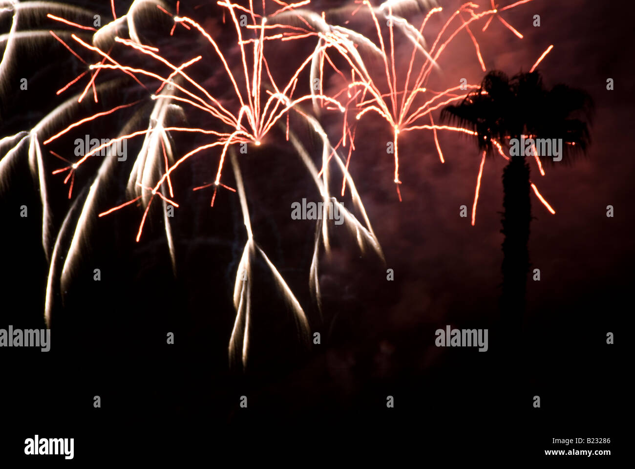 Celebration fireworks - with palm tree Stock Photo - Alamy