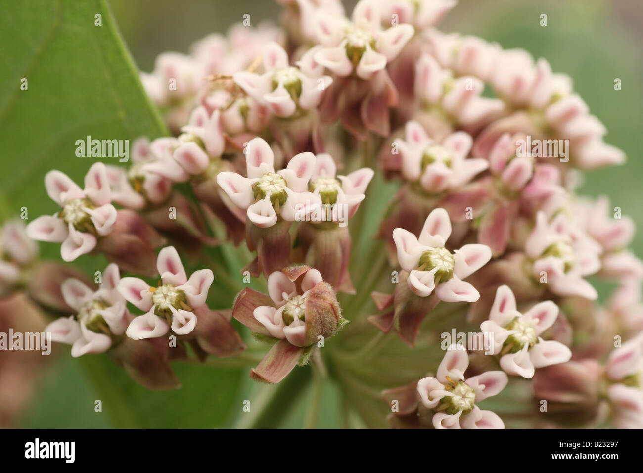 Common Milkweed in bloom Stock Photo - Alamy