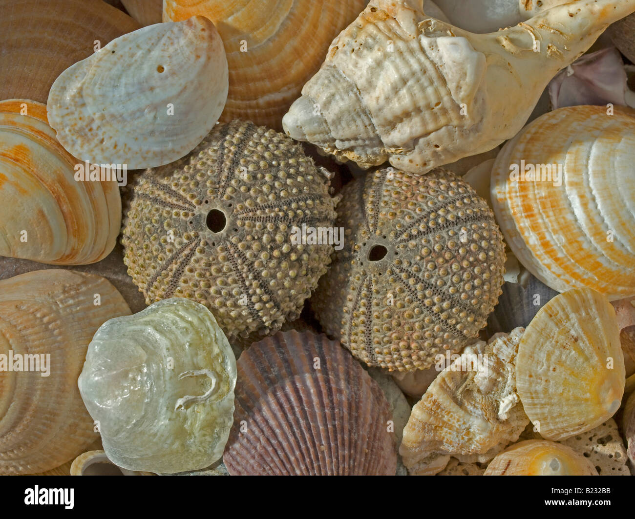 different shells from the sea Stock Photo - Alamy