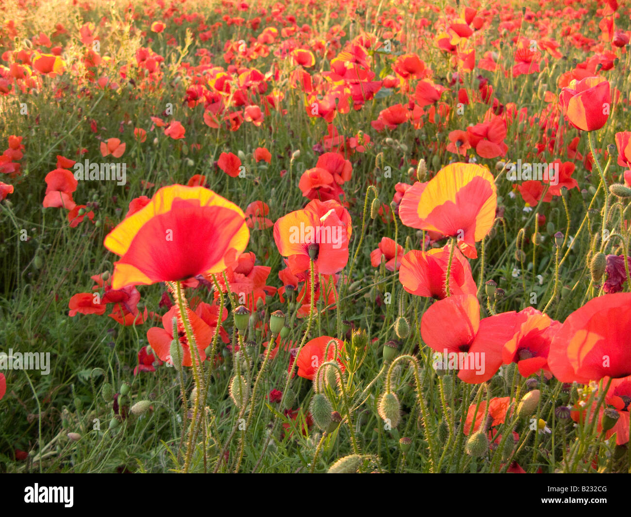 Red beautiful wild poppies hi-res stock photography and images - Alamy