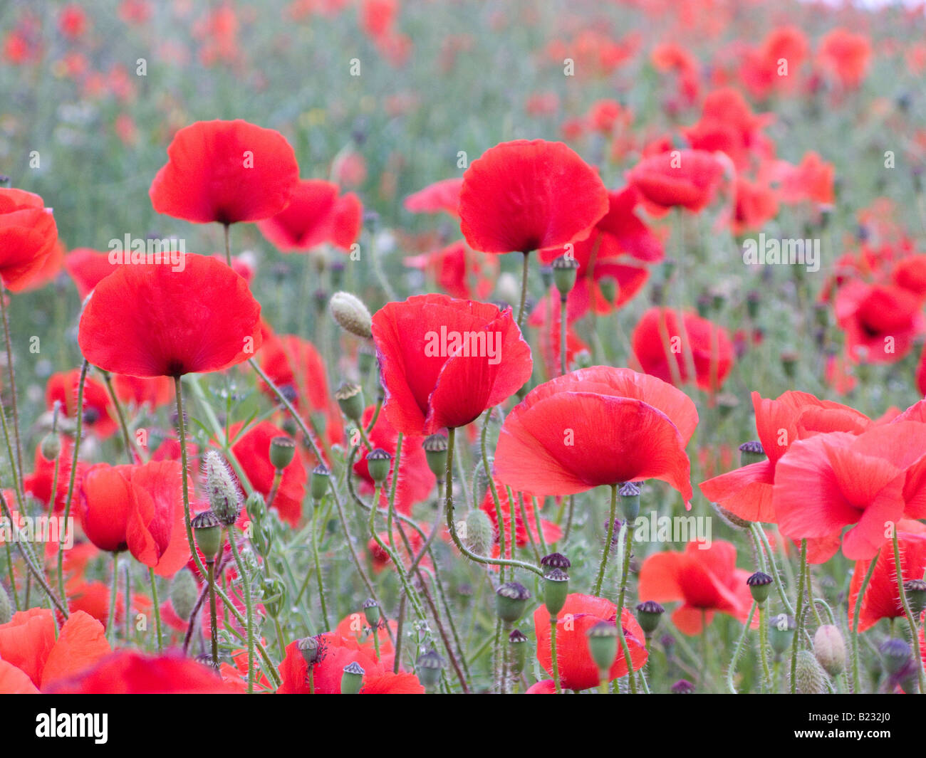 Vivid red poppy field glowing with light Stock Photo - Alamy