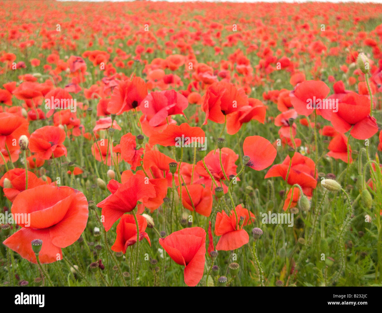 Glowing red poppy field on a hill in evening sunlight. Breathtaking ...