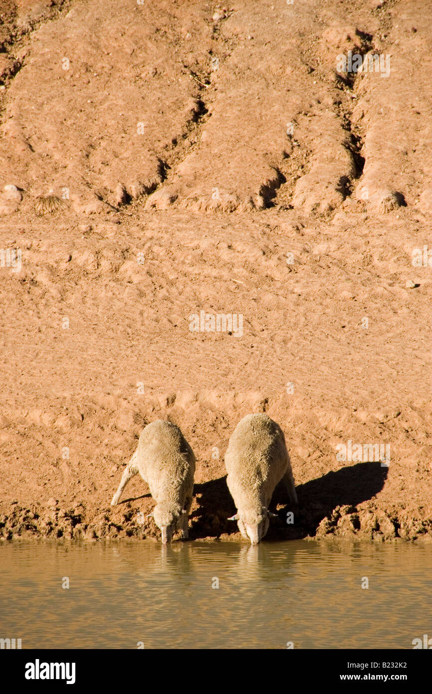Two merino sheep drinking from dam Stock Photo - Alamy