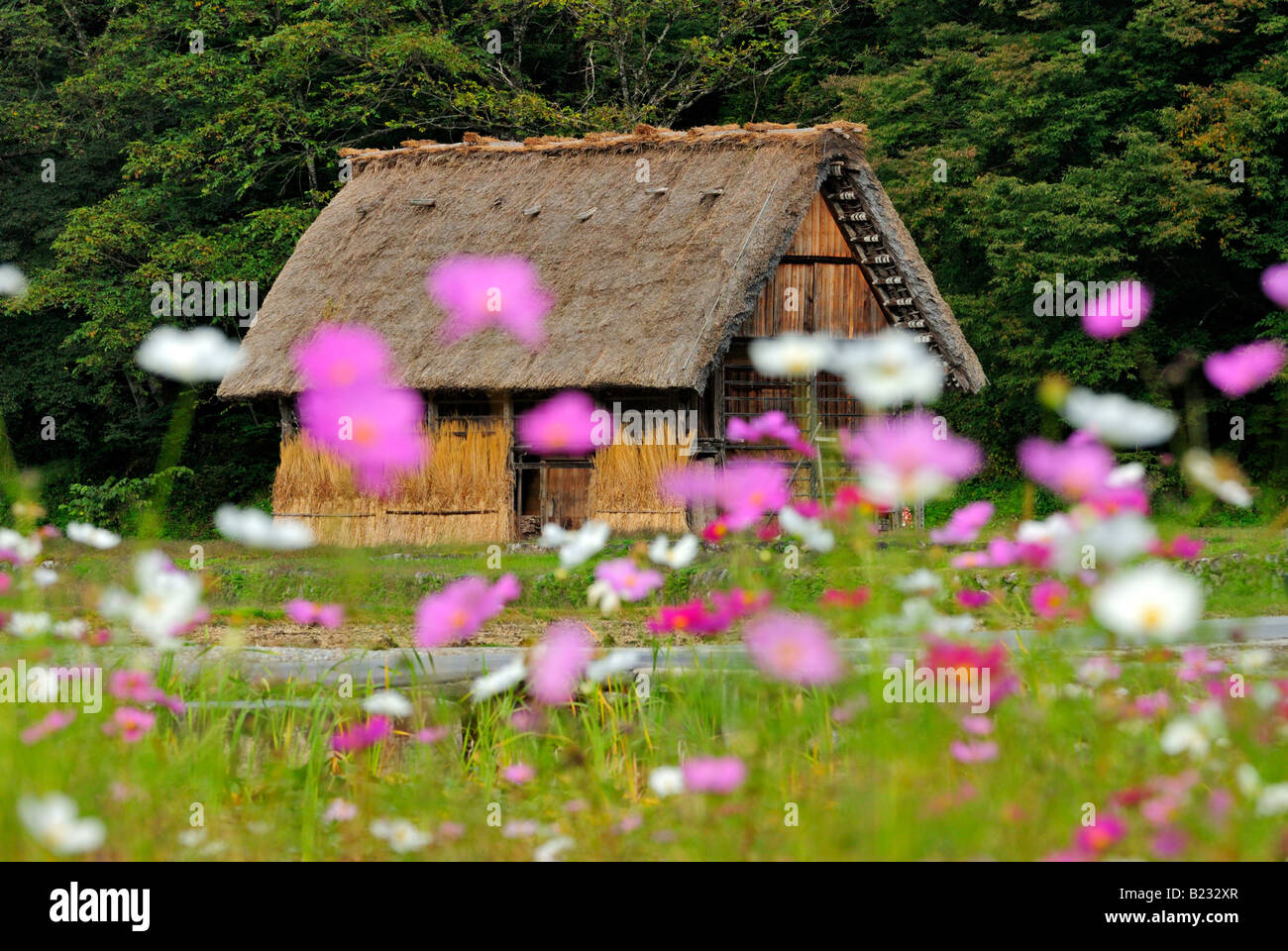 Flowers and rural farm house built in gassho zukuri style UNESCO World ...