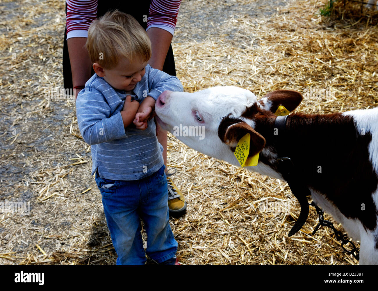Boy feeding cow grass hi-res stock photography and images - Alamy