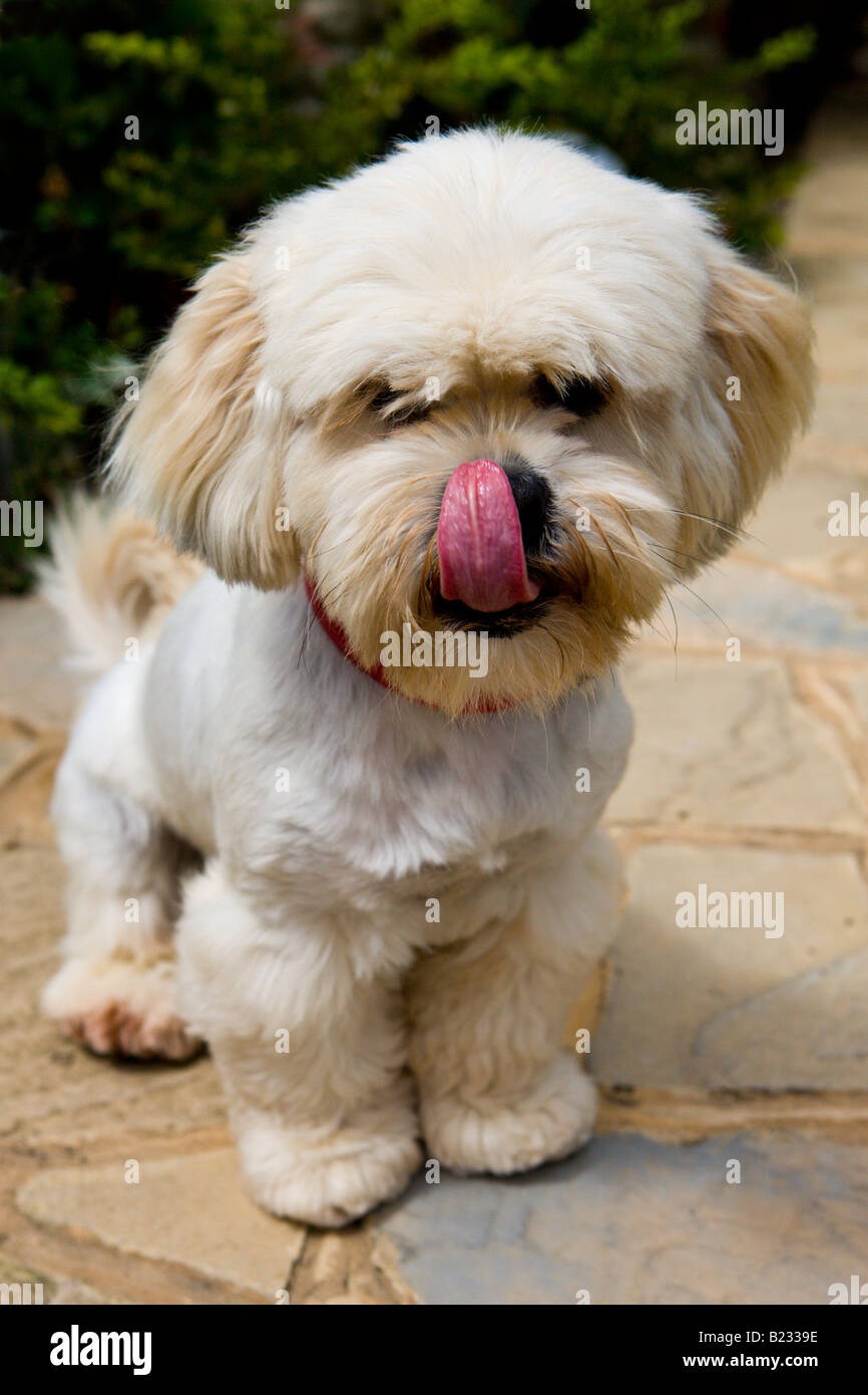 Lhasa Apso puppy licking its nose Stock Photo - Alamy