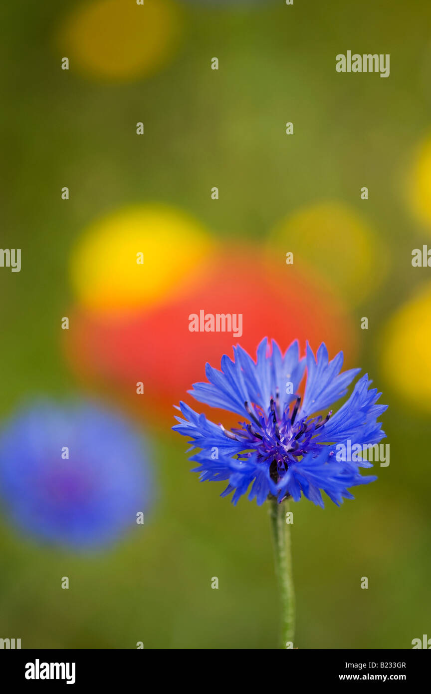 Cornflower yellow color hi-res stock photography and images - Alamy