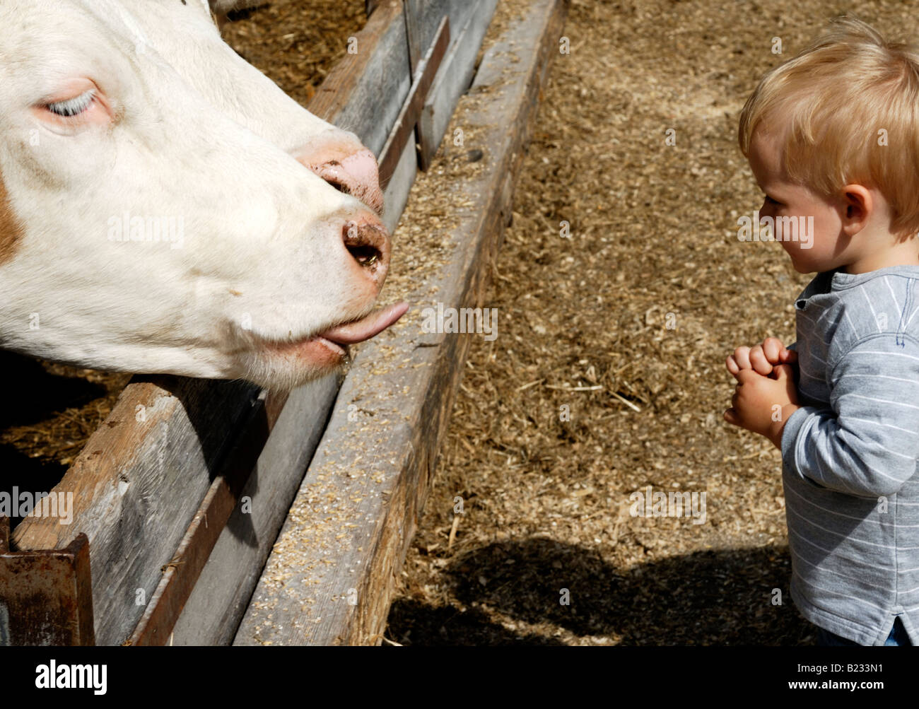Boy feeding cow grass hi-res stock photography and images - Alamy