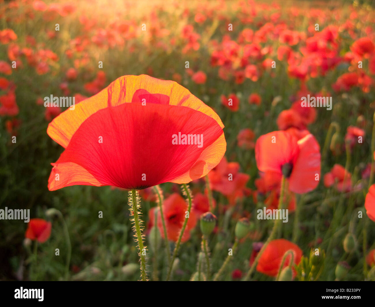 Specimen vivid red poppy glowing in evening sunlight with sheen on ...