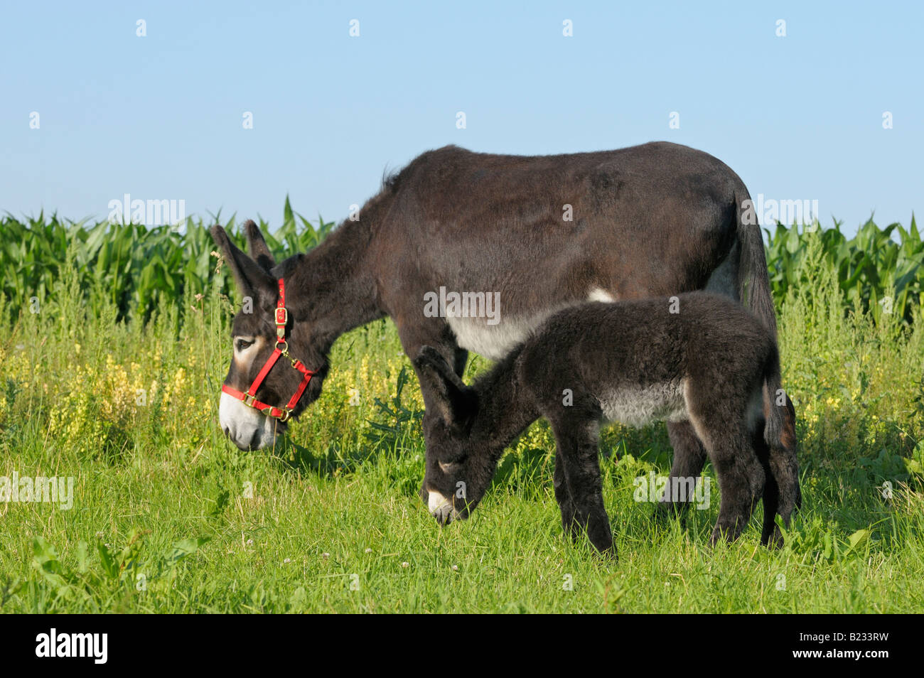 Poitou donkey hi-res stock photography and images - Alamy