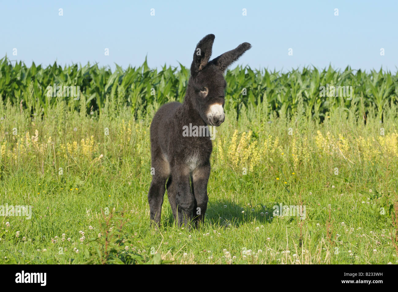 Poitou donkey hi-res stock photography and images - Alamy