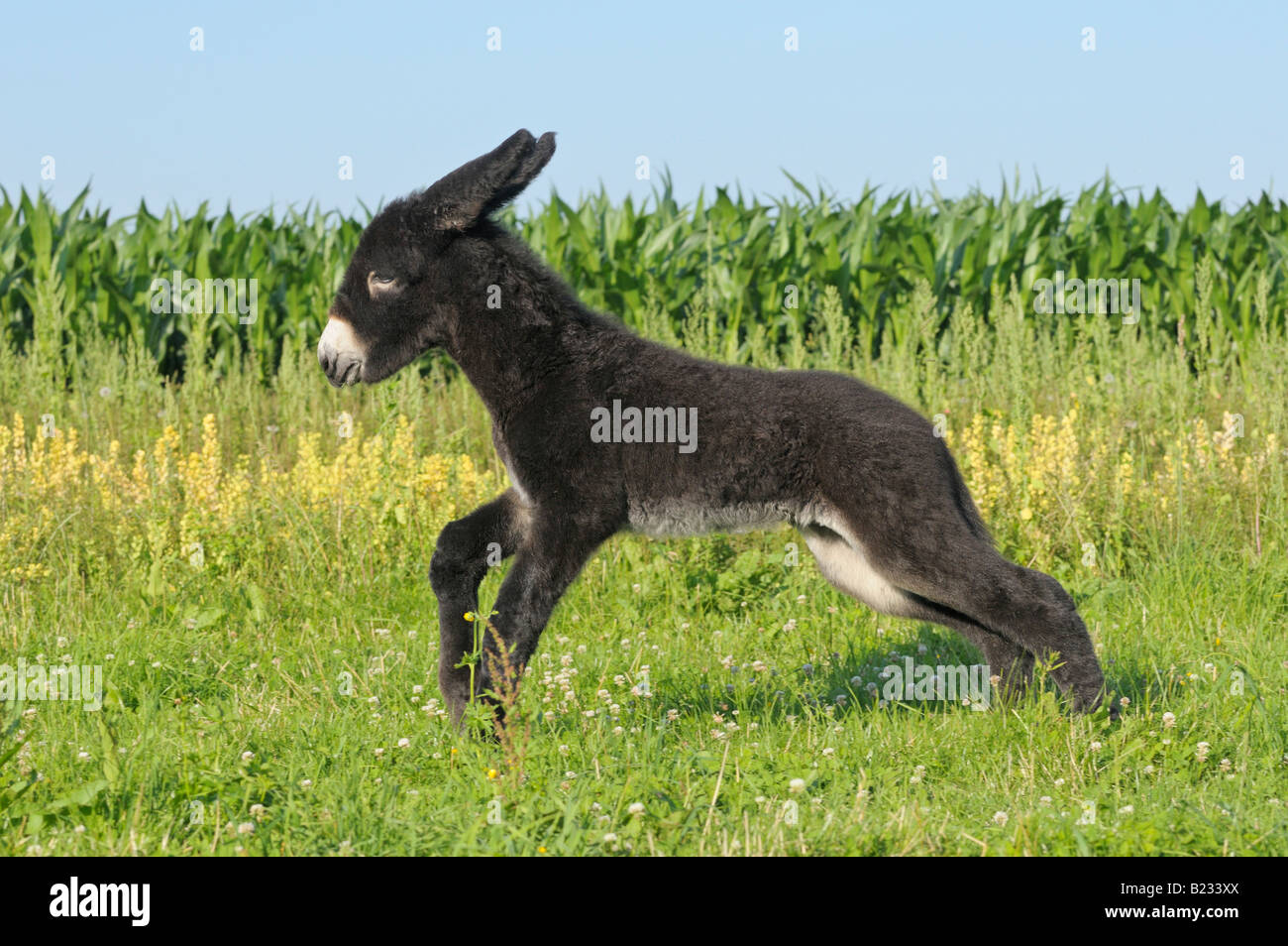 Two weeks old Poitou donkey foal Stock Photo - Alamy