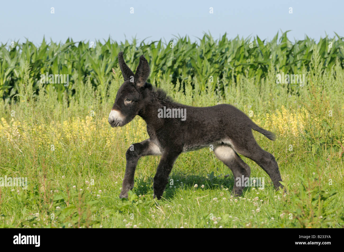Donkey hi-res stock photography and images - Alamy
