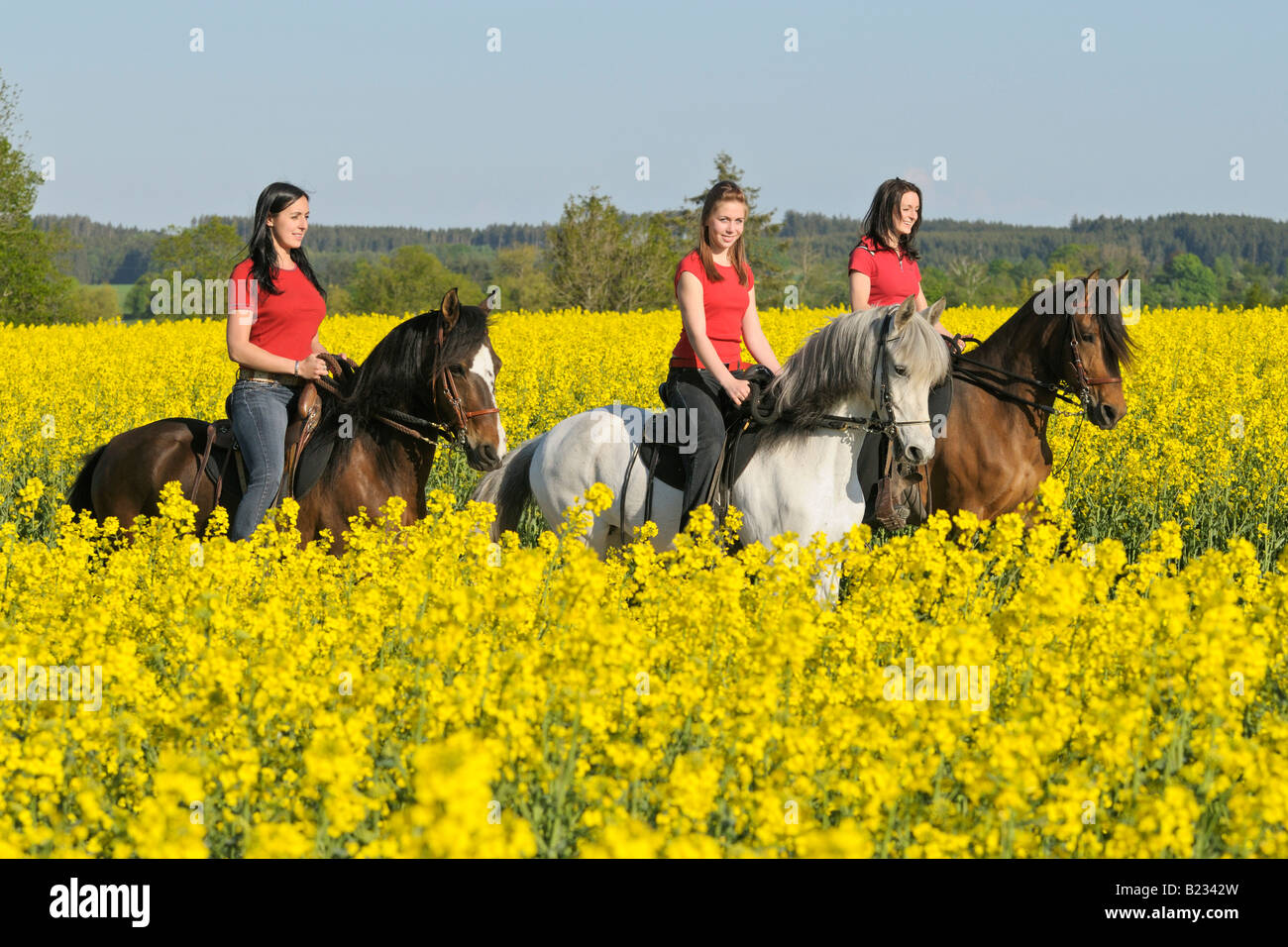 Three young riders on back of Paso Fino horses during a ride out ...