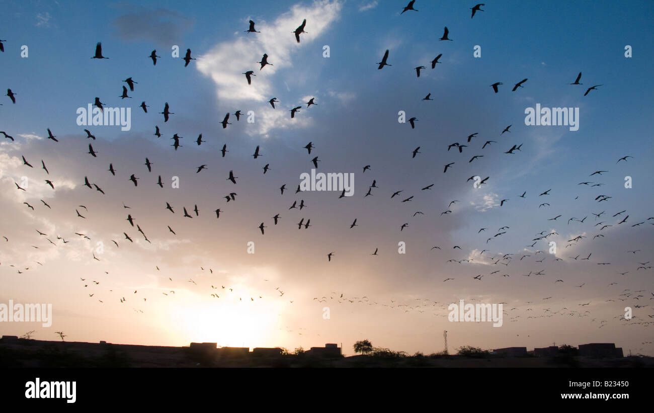 Desmoiselle crane bird sanctuary, Khichan, Phalodi, Rajasthan, India ...