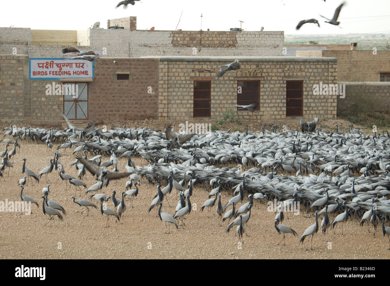Desmoiselle crane bird sanctuary, Khichan, Phalodi, Rajasthan, India ...