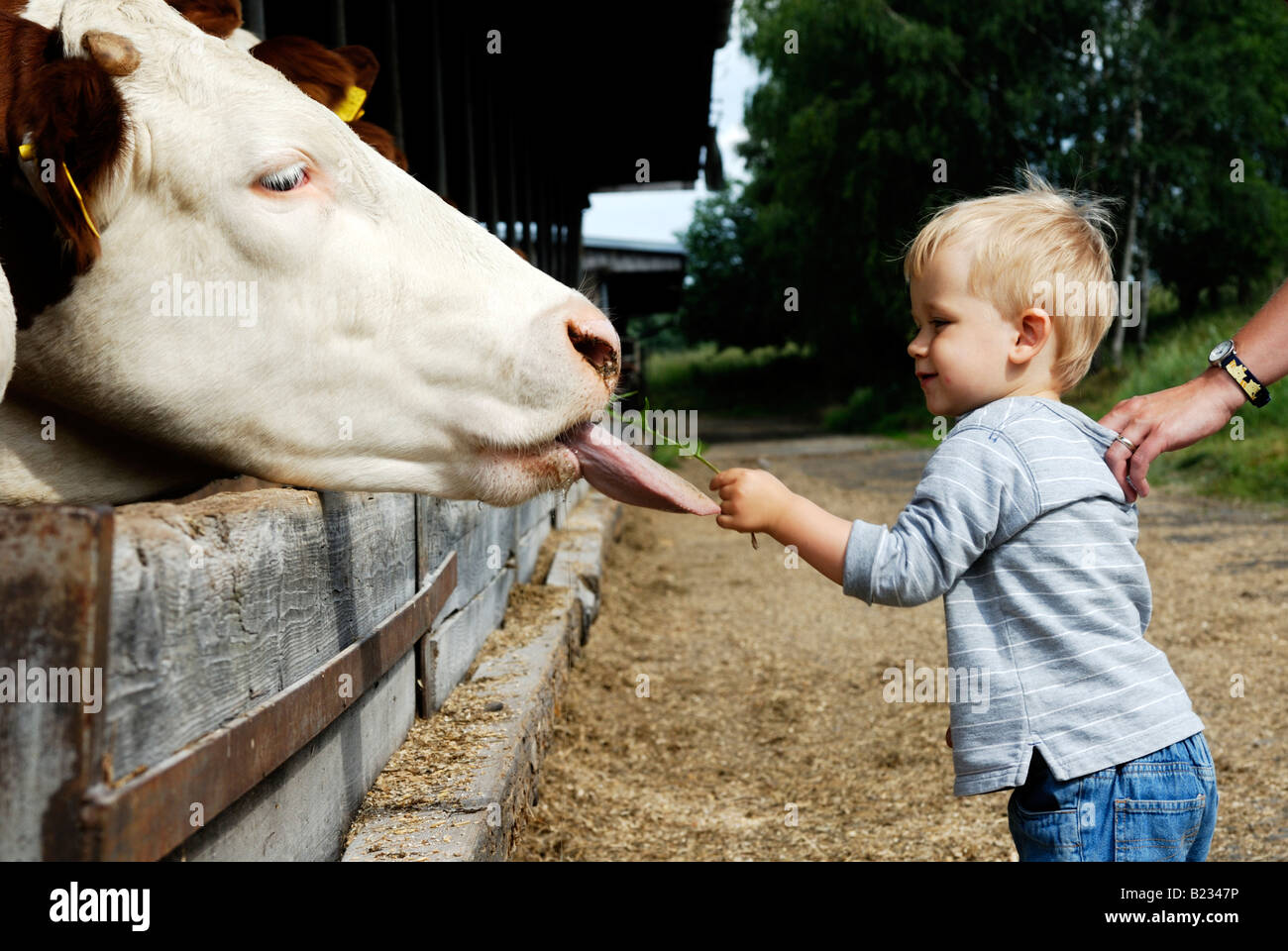 Boy feeding cow grass hi-res stock photography and images - Alamy