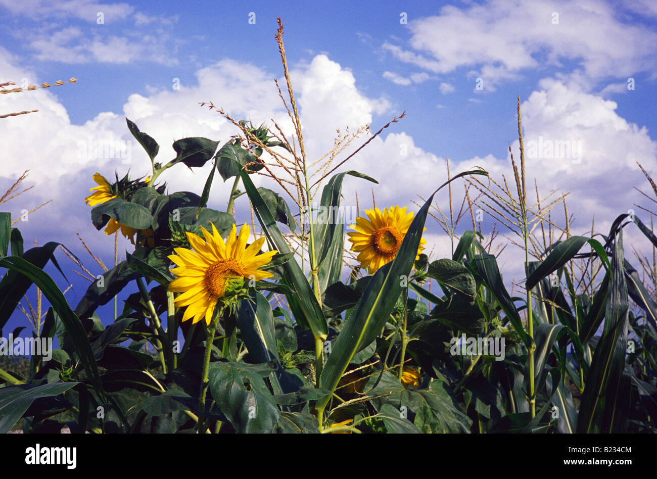 Sunflower in the summer field Stock Photo - Alamy