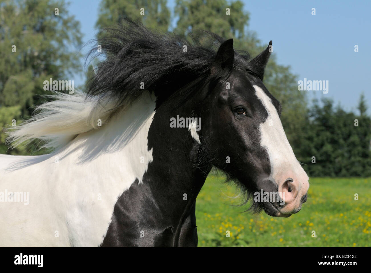 Tinker horse hi-res stock photography and images - Alamy