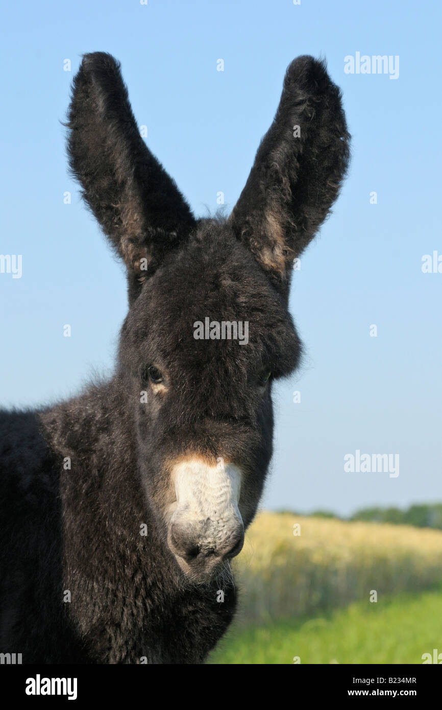 Two weeks old Poitou donkey foal Stock Photo - Alamy