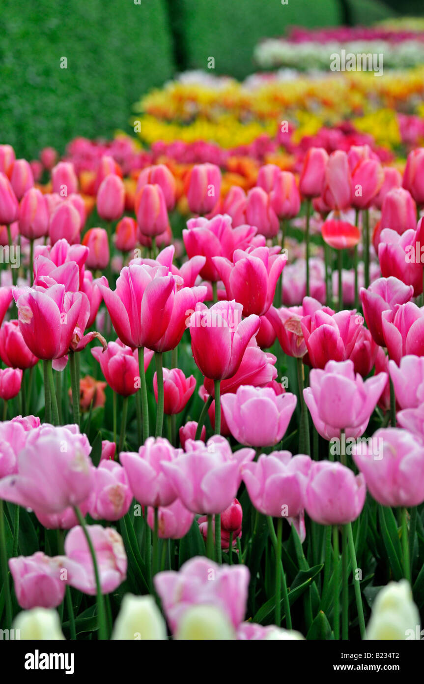 rows beds of different multi color colour tulips botanical garden ...