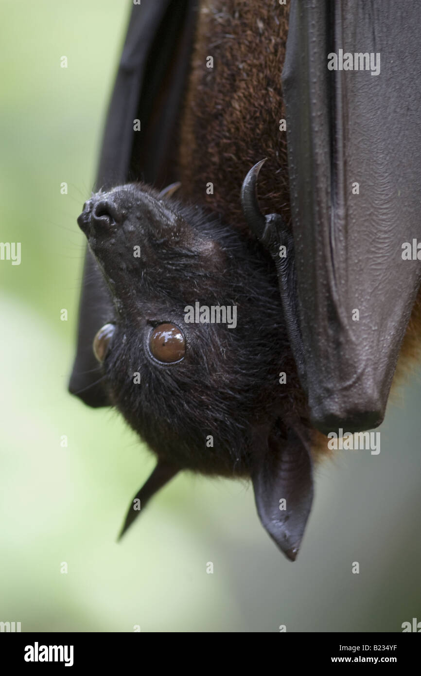 Sphaerias hi-res stock photography and images - Alamy