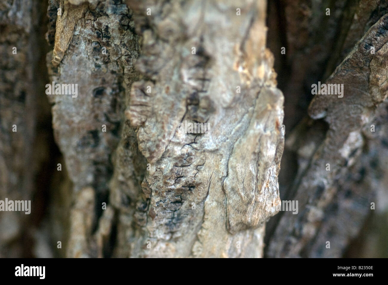 Chipped bark hi-res stock photography and images - Alamy