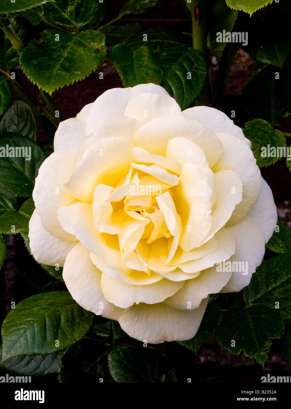 Large Pale Yellow Rose Stock Photo - Alamy