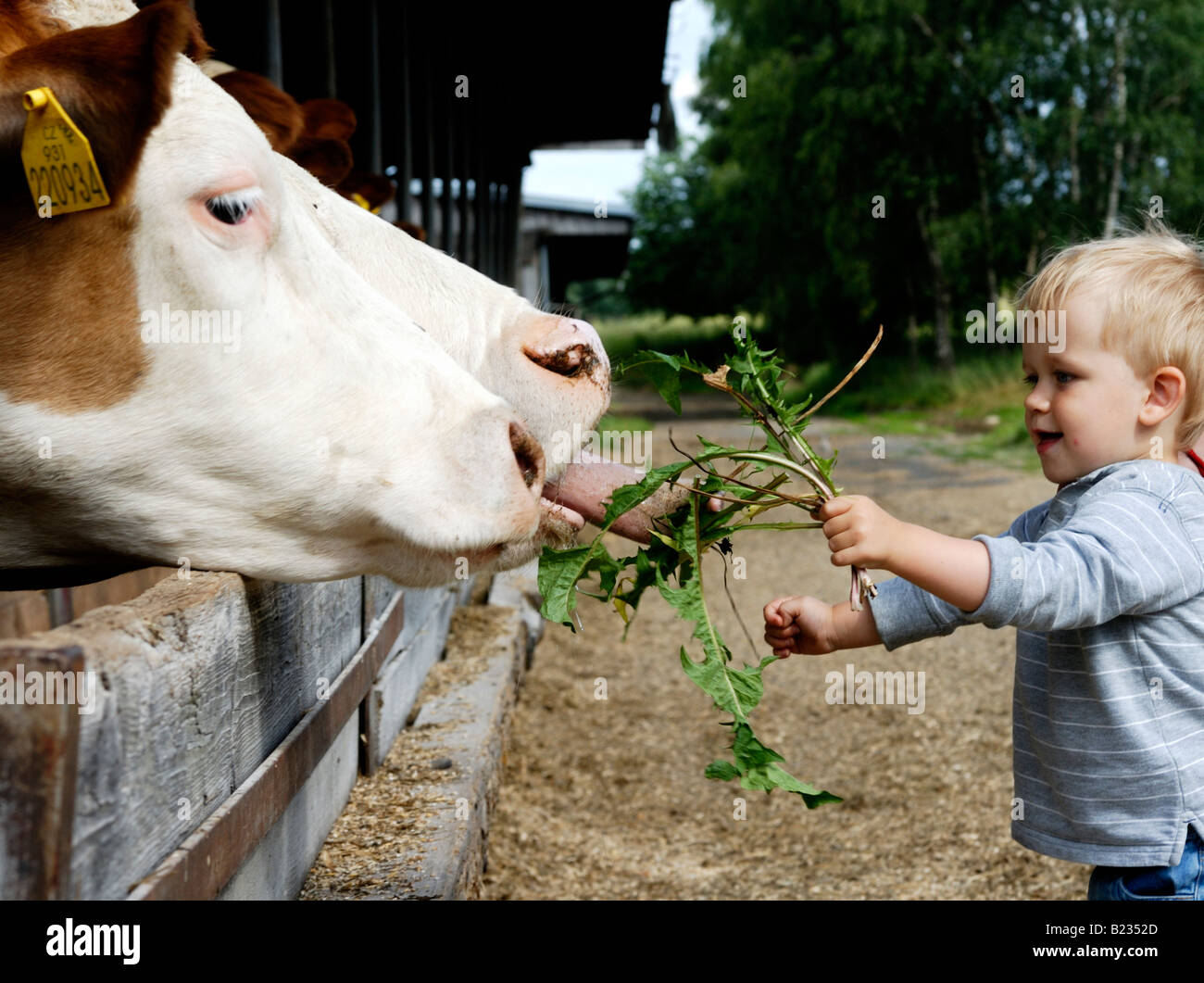 Baby blond boy two years feeding cow with mother Stock Photo - Alamy