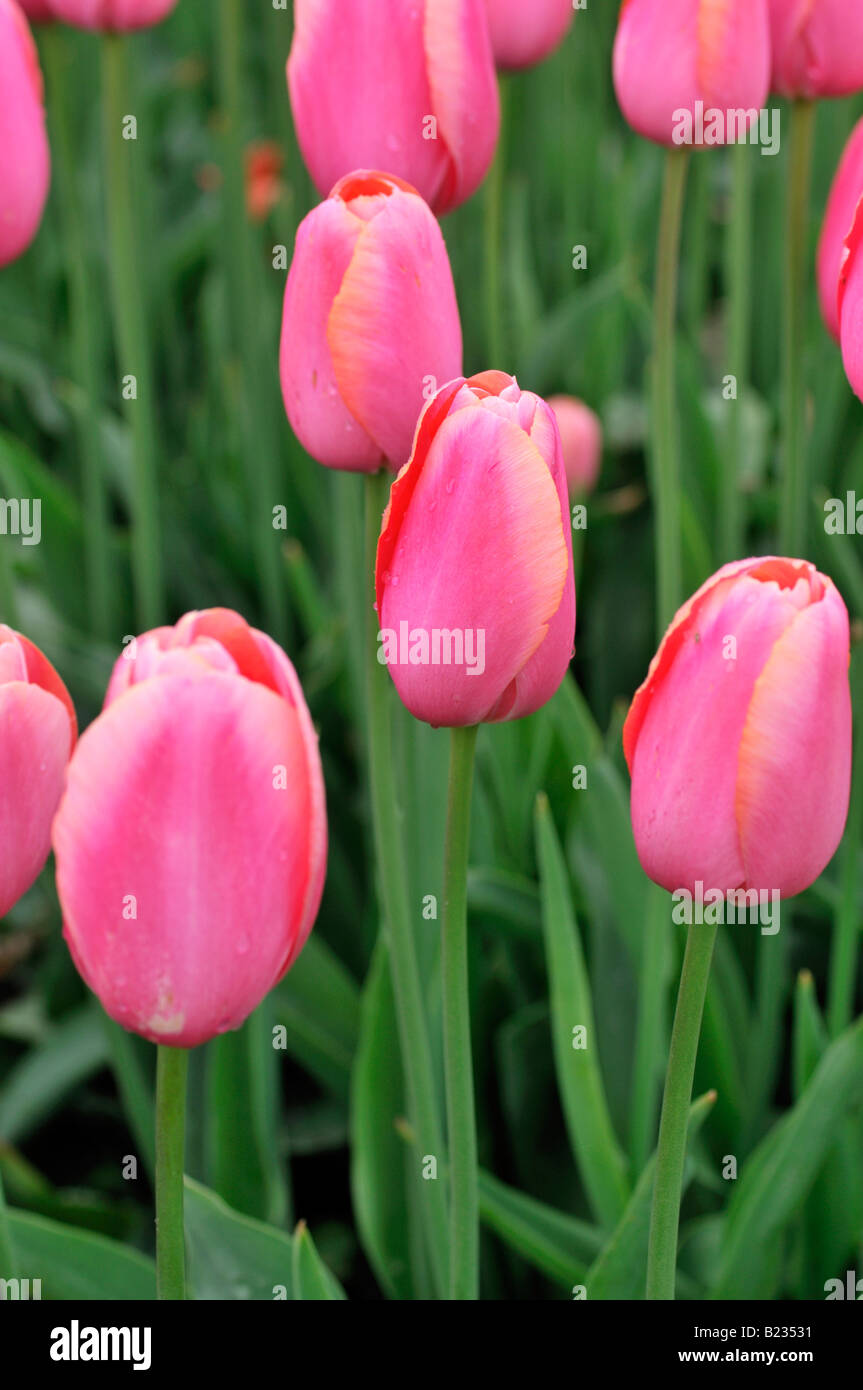 Tulip Menton High Resolution Stock Photography and Images - Alamy