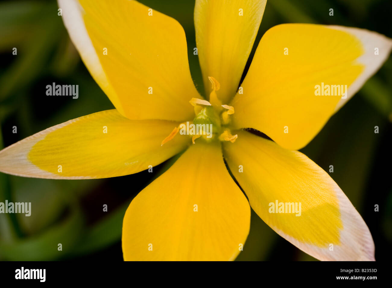 yellow tipped white flower Stock Photo - Alamy