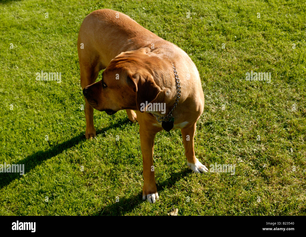Japan sumo dog Tosa Inu Stock Photo - Alamy