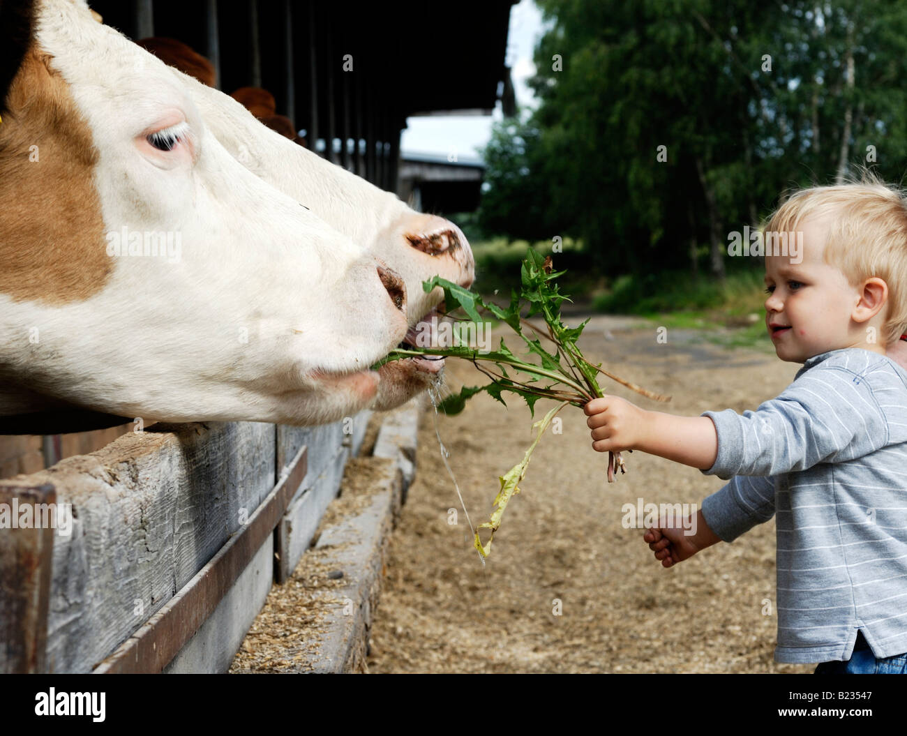 Boy feeding cow grass hi-res stock photography and images - Alamy