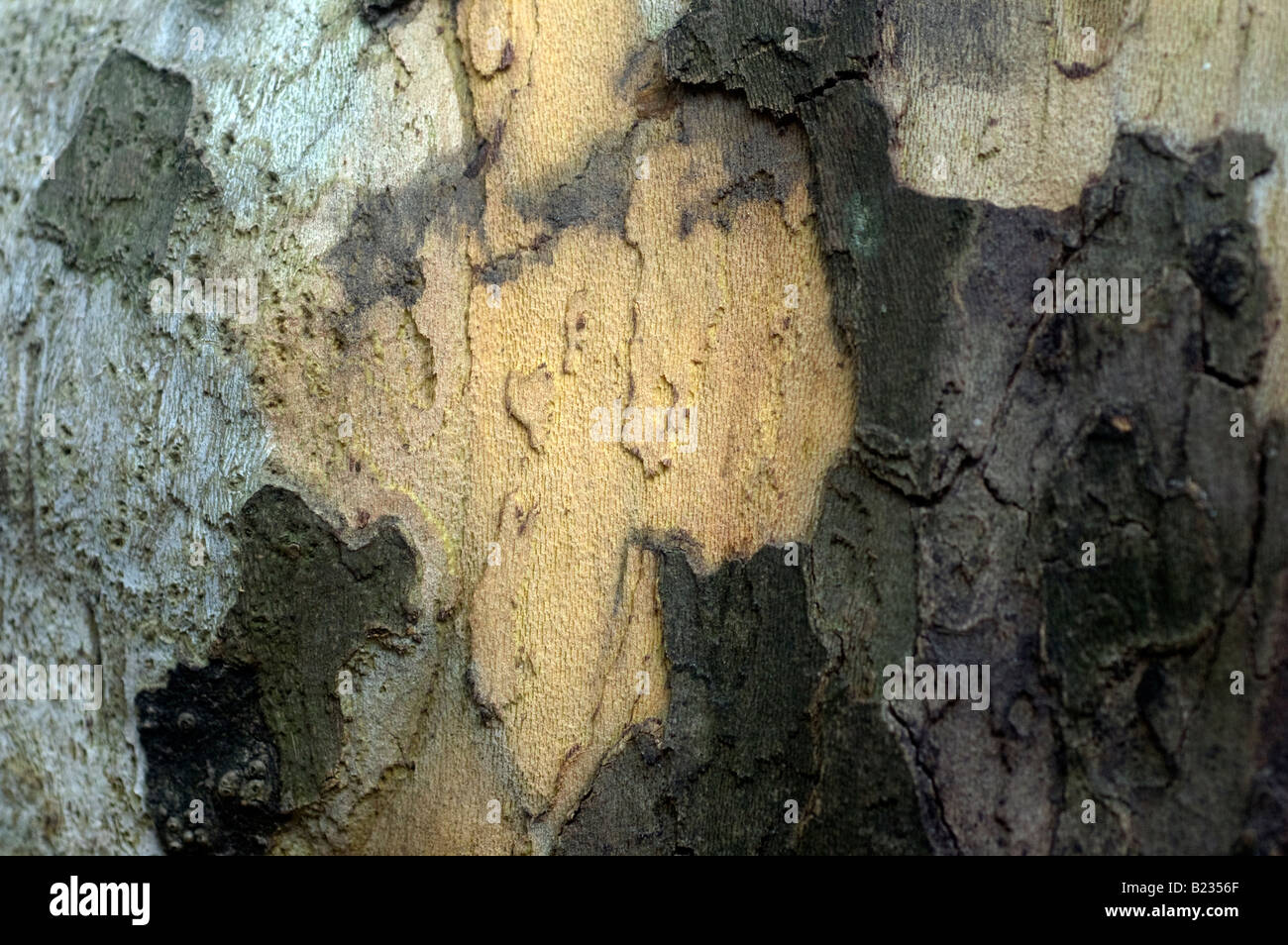 Crumbling Bark High Resolution Stock Photography and Images - Alamy