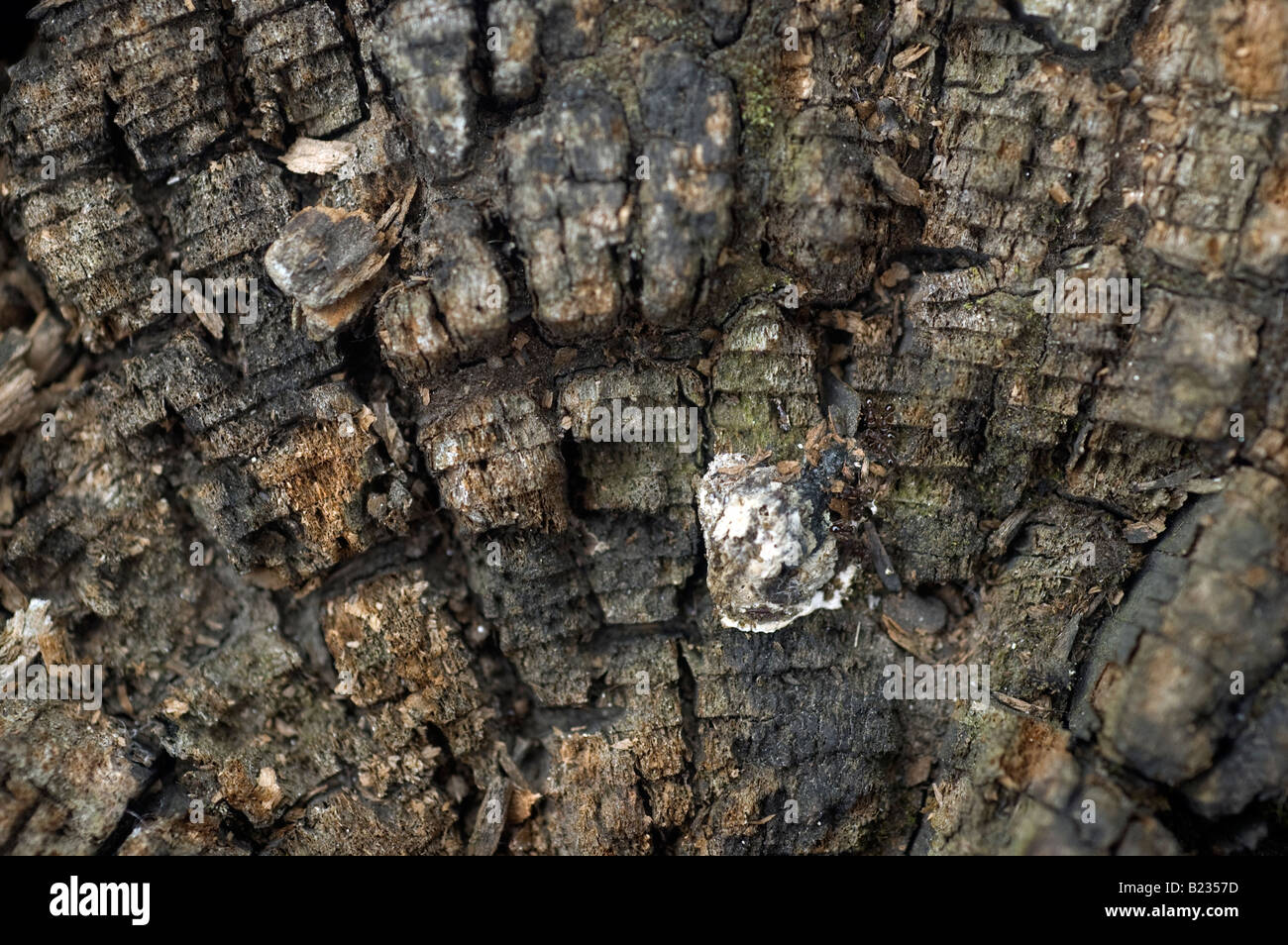 Chipped bark hi-res stock photography and images - Alamy