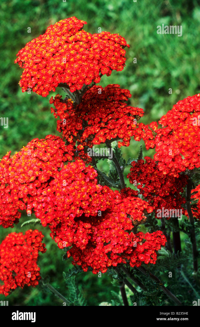 Achillea 'Feuerland' red flower garden plant achilleas Stock Photo - Alamy