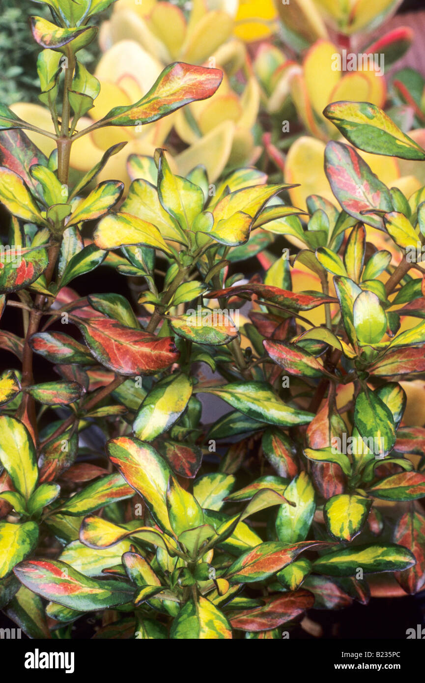 Coprosma 'Evening Glow' variegated foliage plant green yellow red leaf ...