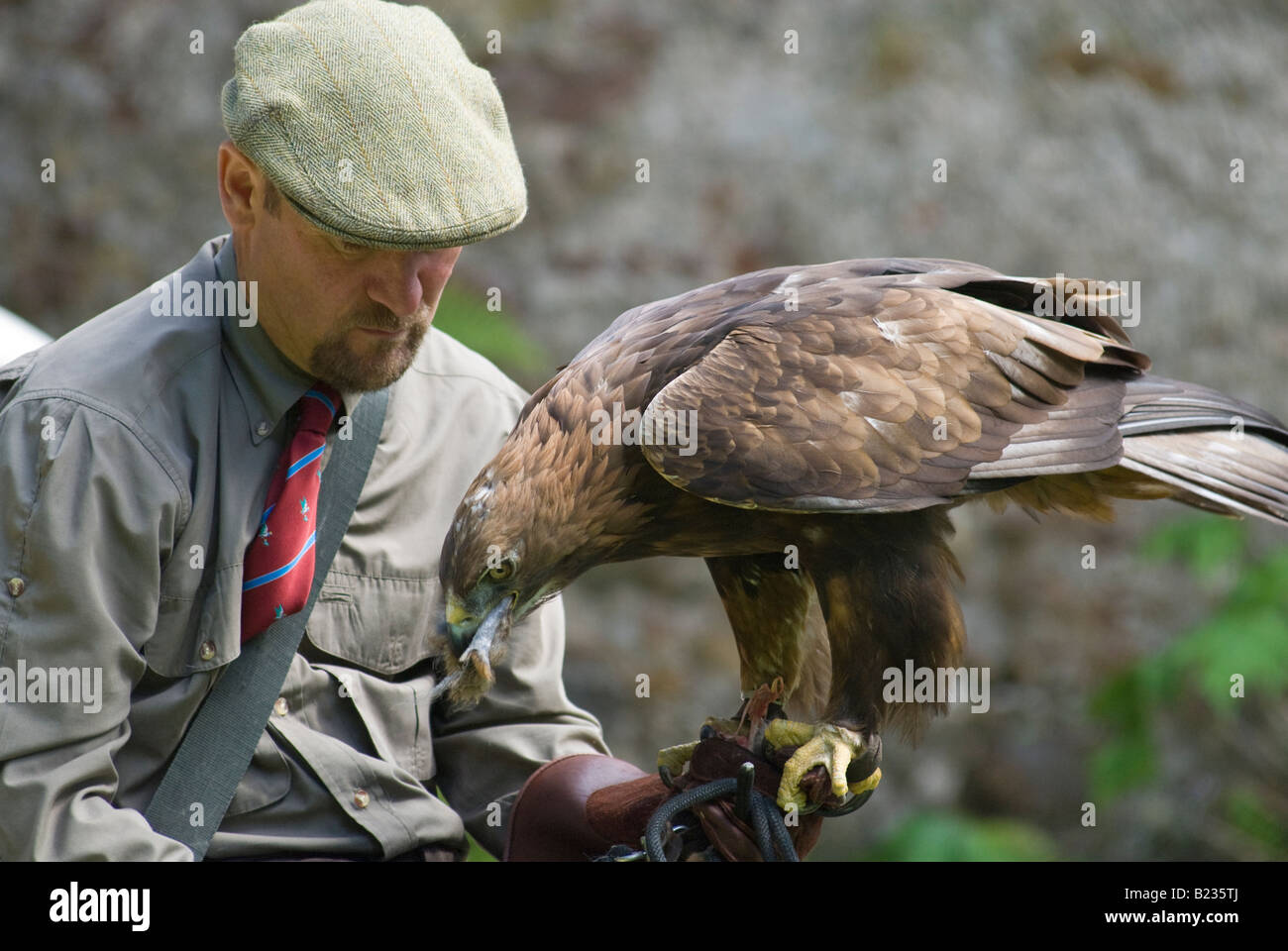 Falconry dunrobin castle hi-res stock photography and images - Alamy