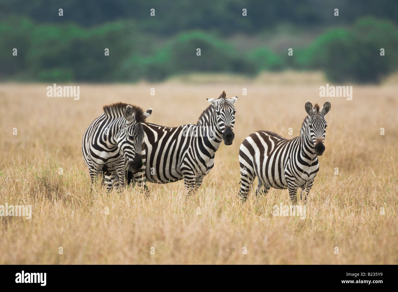 Burchell zebras hi-res stock photography and images - Alamy