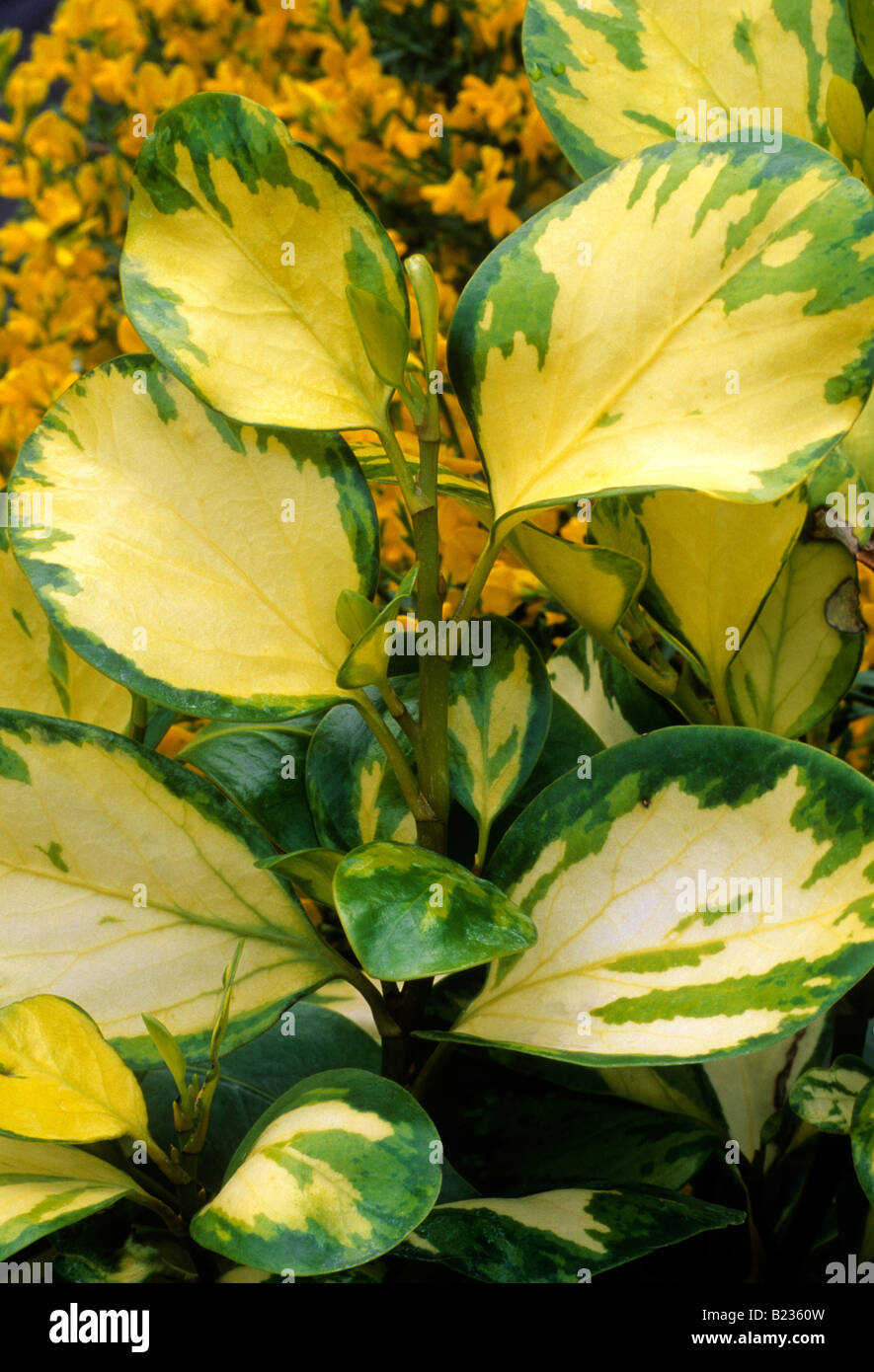 Griselinia littoralis hi-res stock photography and images - Alamy