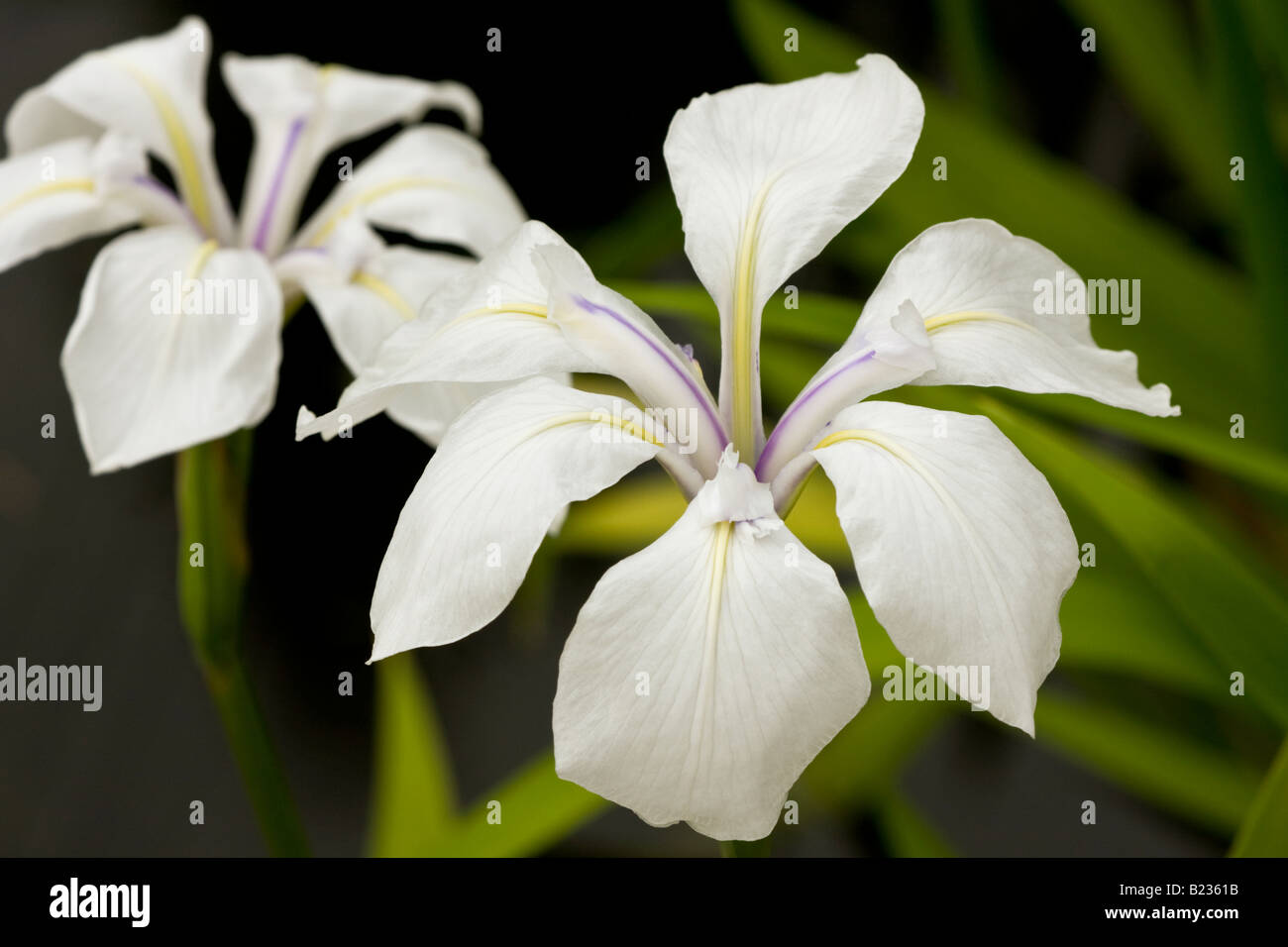 Pair of Iris white iris Stock Photo - Alamy
