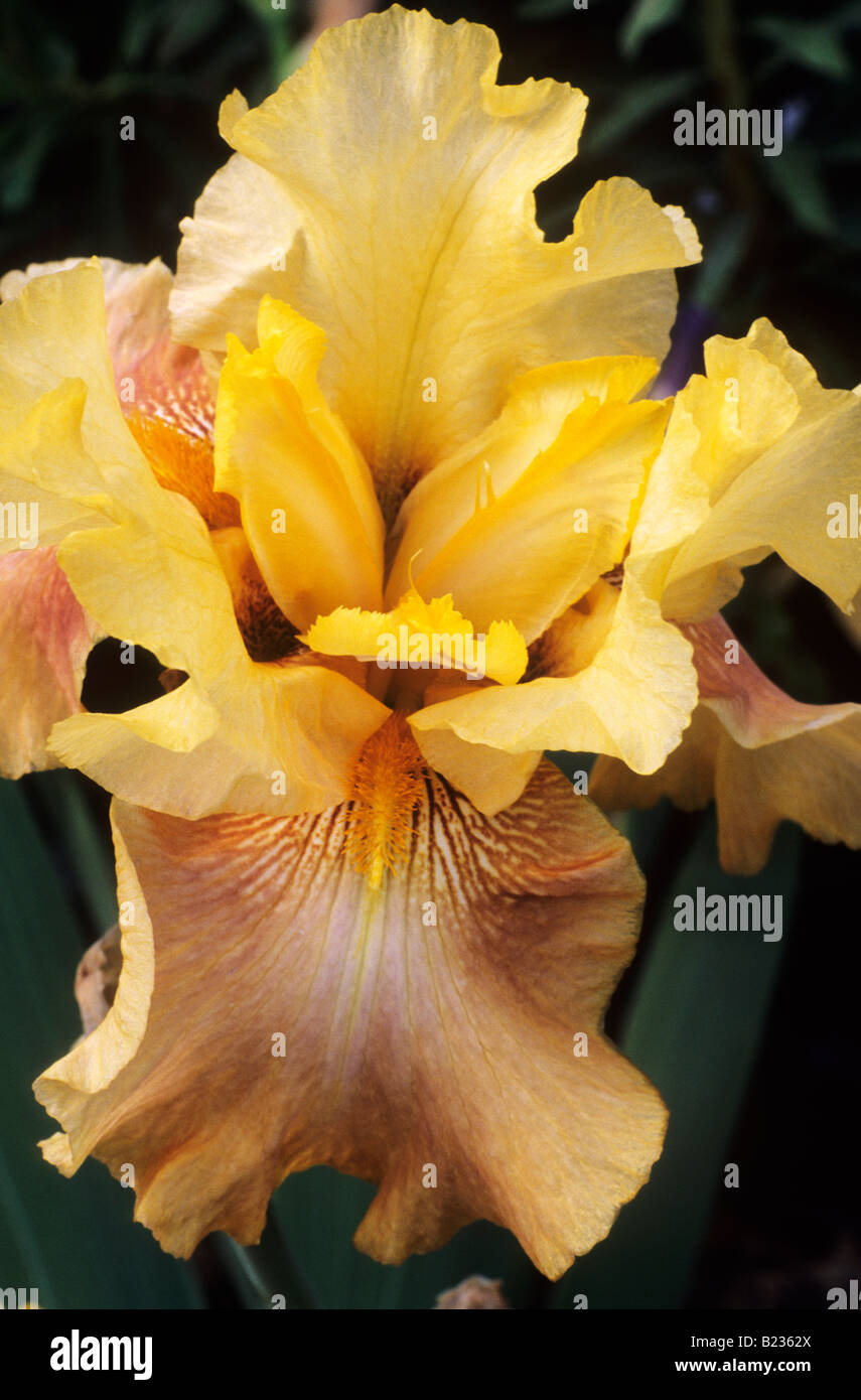 Iris 'Fort Apache', tall bearded iris yellow and orange flower garden ...