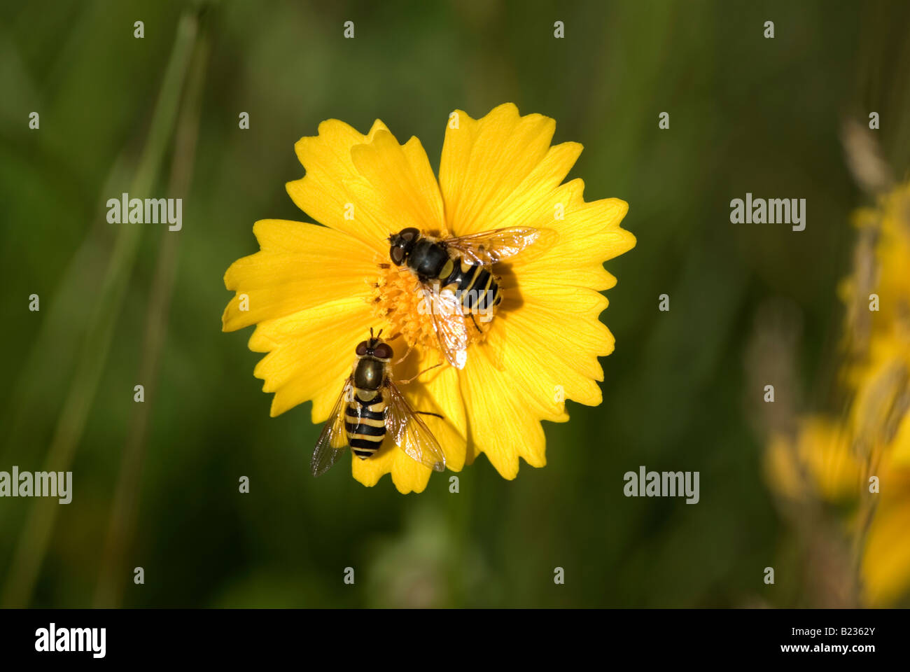American Hover Flies on Lanceleaf Coreopsis Blossom Stock Photo - Alamy