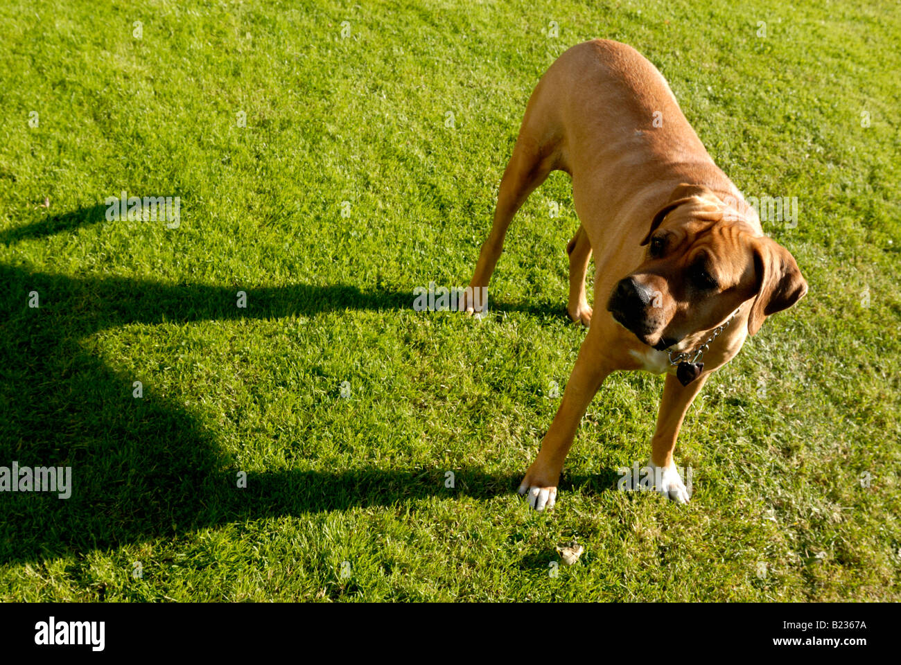 Japan sumo dog Tosa Inu Stock Photo - Alamy