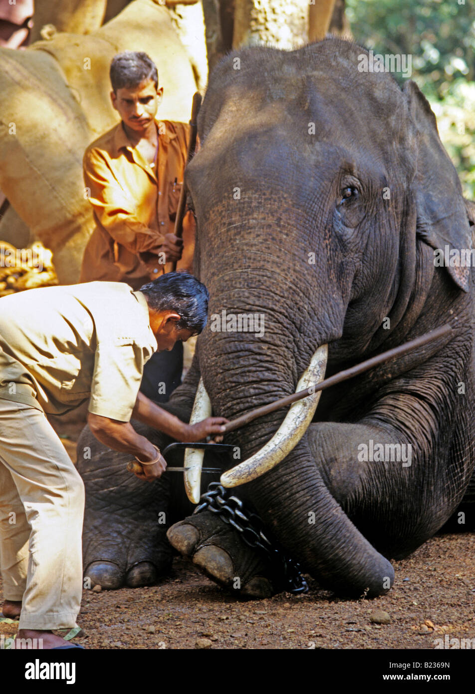 0981 Bondla Nature Park Goa State India Stock Photo - Alamy