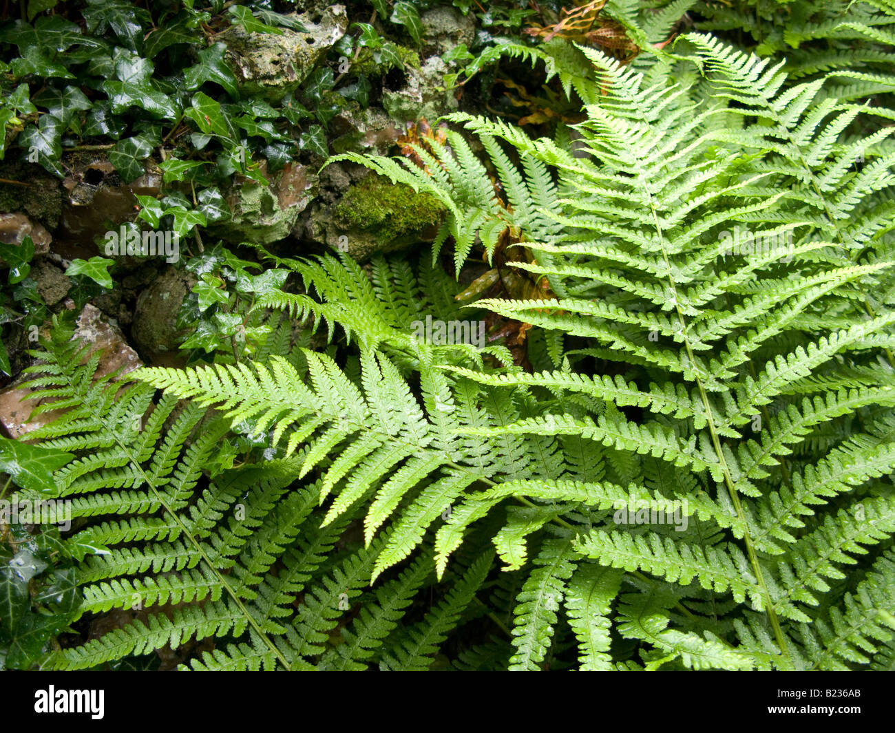 Flint layers hi-res stock photography and images - Alamy